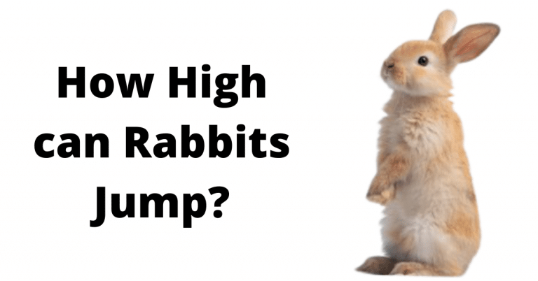 How high can Rabbits Jump? - Everything you need to know