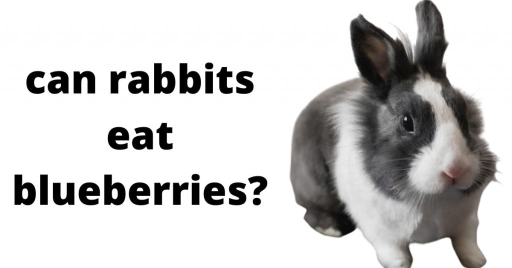 Can Rabbits Eat Blueberries? - Comprehensive Guide