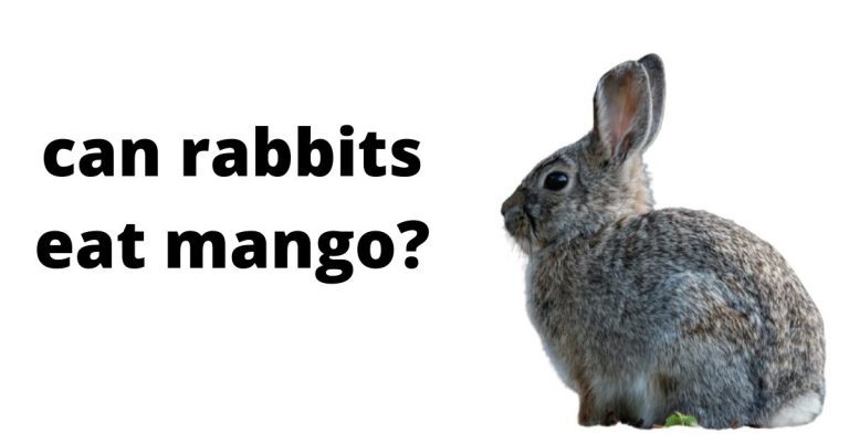 Can Rabbits Eat Mangoes? - 3 Things you should know