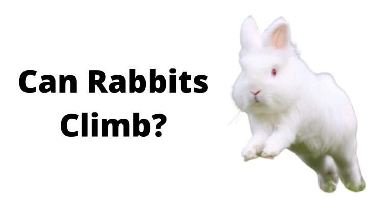 Habitat for Wild Rabbits (Plus How To Make One)