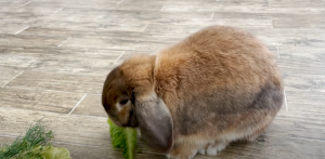 Do Rabbits Lay Eggs or give birth? - Facts vs Myths