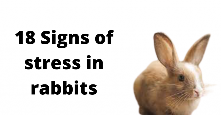 18 Major Signs of Stress in Rabbits - Causes and Treatments Explained
