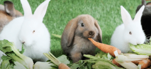 Where Do Rabbits Sleep? - Everything you need to know