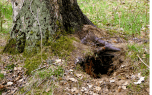 Habitat for Wild Rabbits (Plus How To Make One)