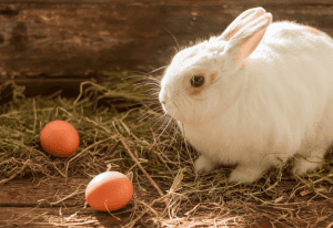 Do Rabbits Lay Eggs? Debunking The Easter Bunny Myth - Rabbit Mag