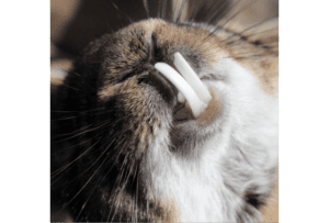 Bunny Teeth: How To Care For Them And When To Worry - Rabbit Mag