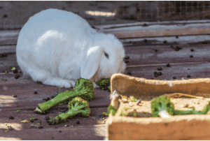 Can Rabbits Eat Broccoli? What YOU Should Know About This Super Veggie